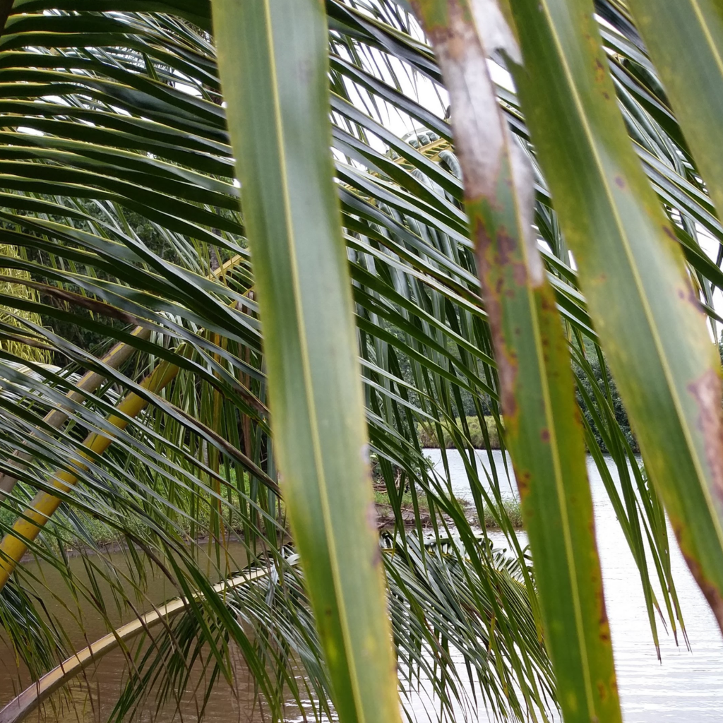 Aloha-Wai – Lomi Massagen – Hawai'ianische Körperarbeit